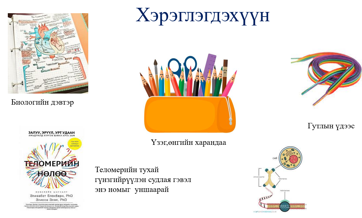 Мэдлээ Цахим контент